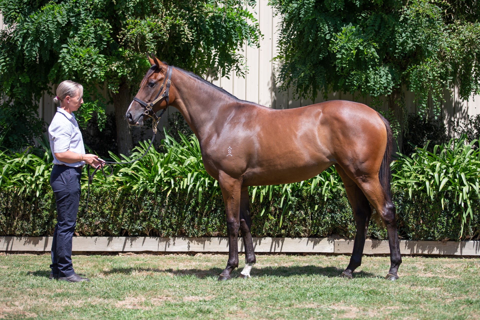 Molly back in full Bloom for breeder - Raptors Thoroughbred