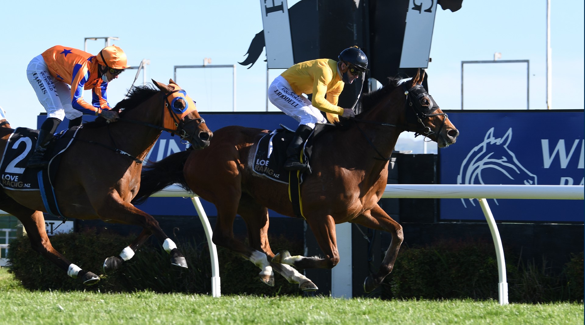 Callsign Mav bids adieu to racing - Raptors Thoroughbred