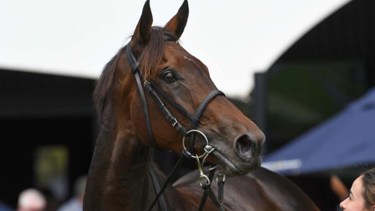 Pearl Of Alsace looking for elite-level breakthrough - Raptors Thoroughbred