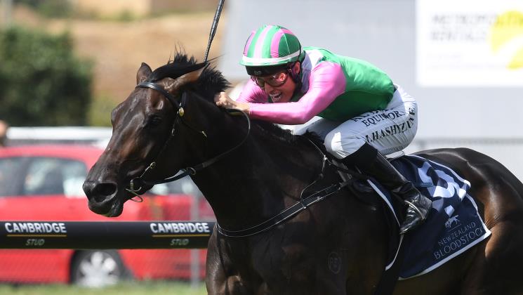 Forsman hopes for further trans-Tasman success - Raptors Thoroughbred