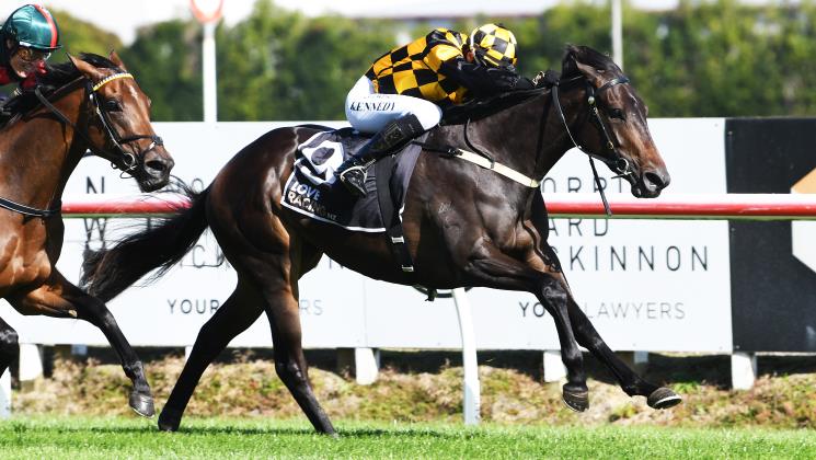 Thooza shines on debut at Te Rapa - Raptors Thoroughbred