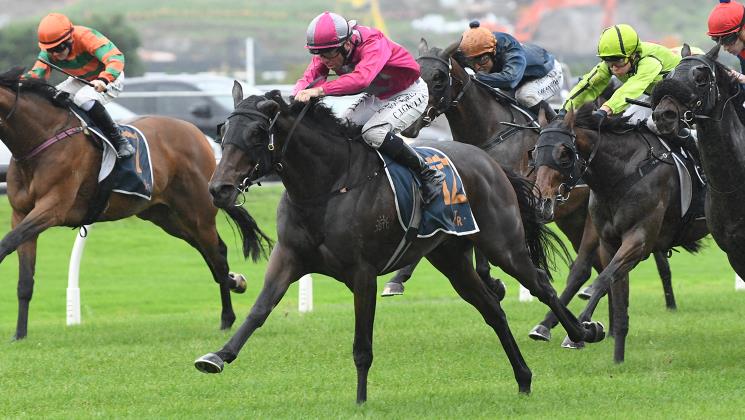 Trans-Tasman weekend for Forsman - Raptors Thoroughbred