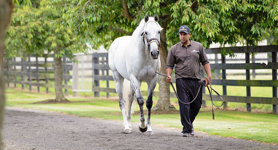 Reliable Man (GB) 2008 - Raptors Thoroughbred