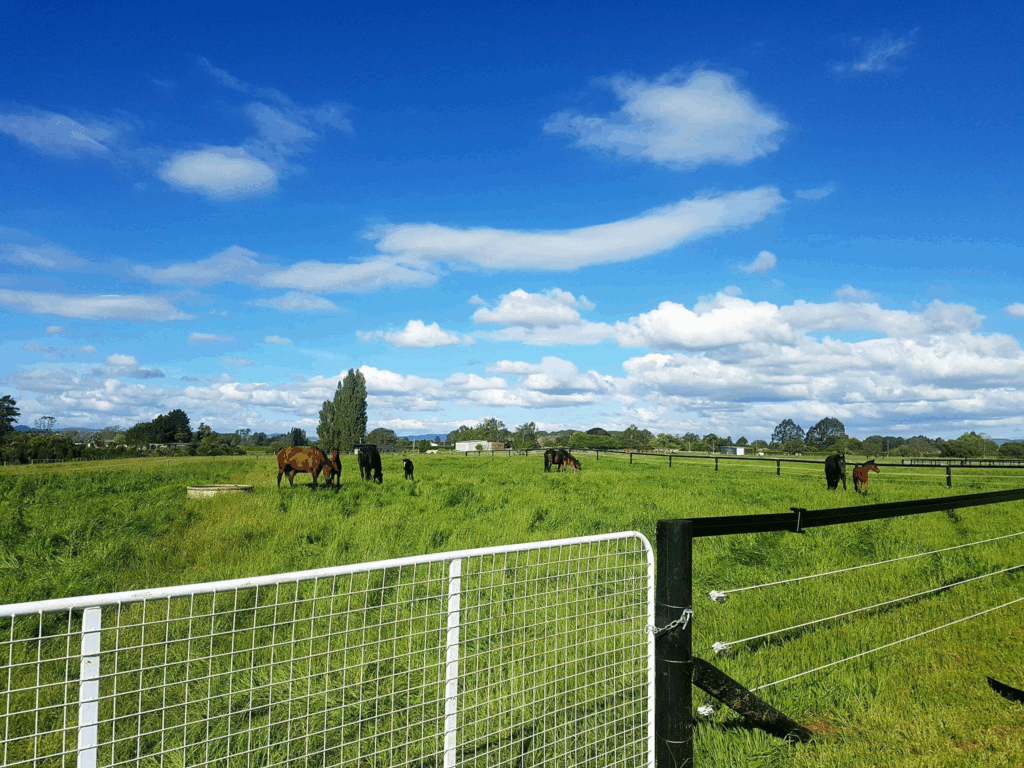 Woburn Farm - Raptors Thoroughbred